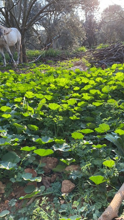 مشاركة من marwan sallam #227345 | طقس العرب